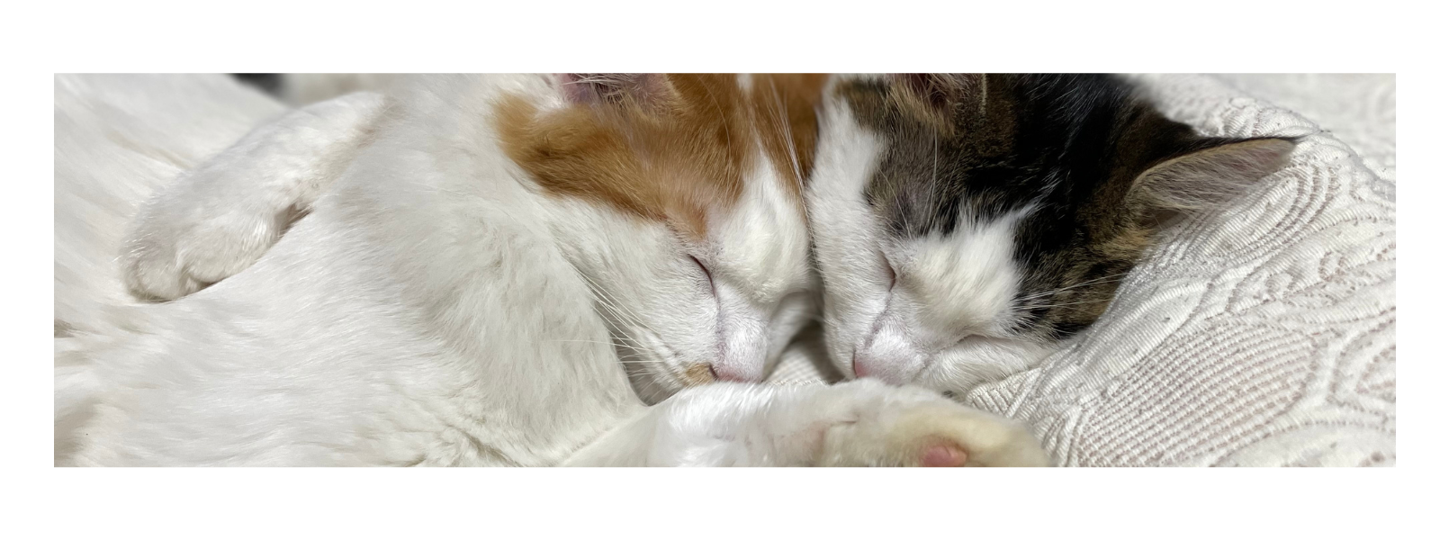 メニュー - shima-ne-daily